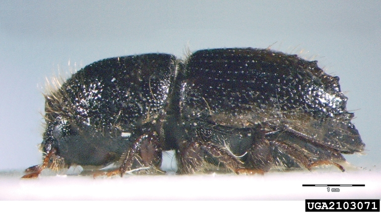 European spruce bark beetle (Ips typographus)