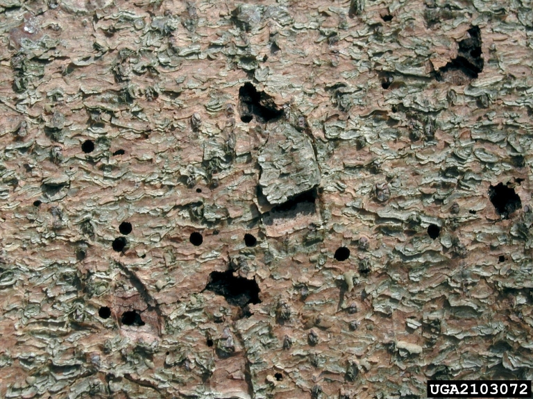 European spruce bark beetle (Ips typographus (Linnaeus, 1758))