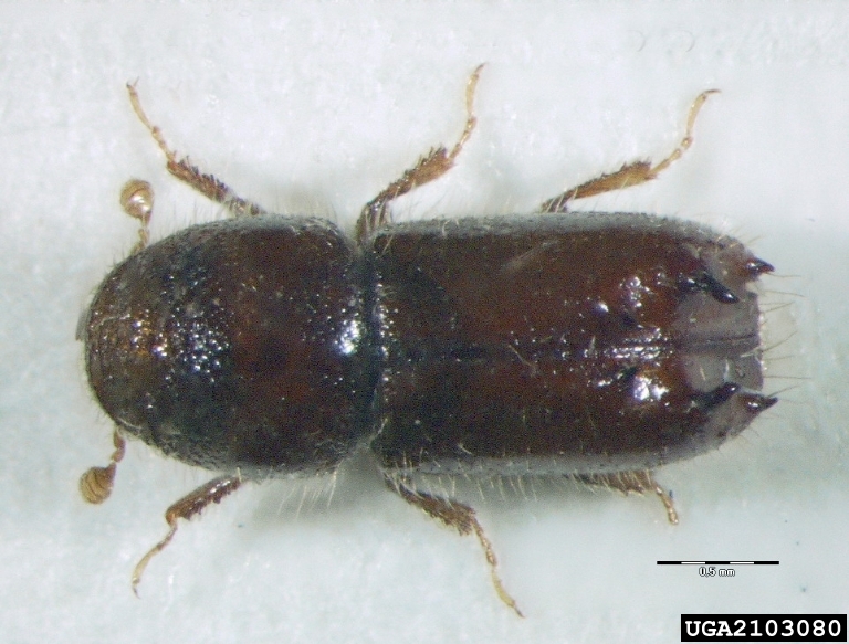 bark beetle (Pityogenes bistridentatus)