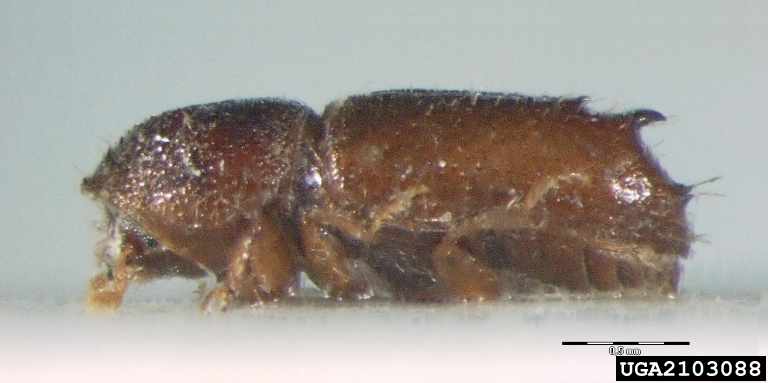 bark beetle (Pityogenes quadridens (Hartig, 1834))