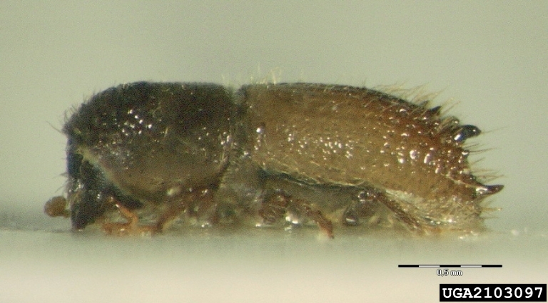 European fir engraver beetle (Pityokteines vorontzowi (Jacobson, 1895))