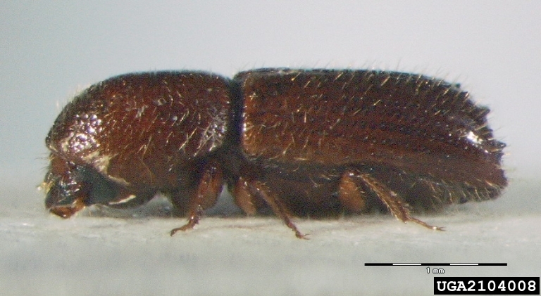 ambrosia beetle (Xyleborus monographus)