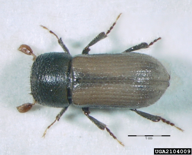 European hardwood ambrosia beetle (Trypodendron domesticum)