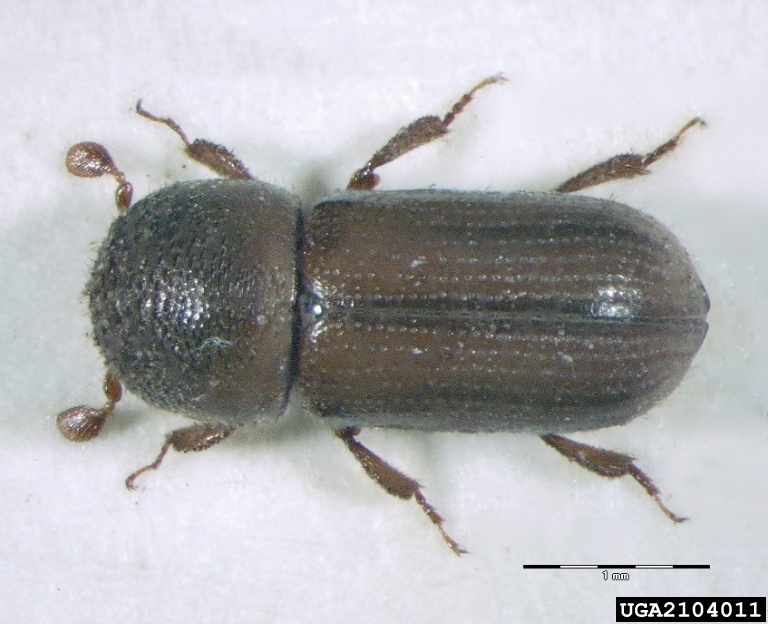 striped ambrosia beetle (Trypodendron lineatum)