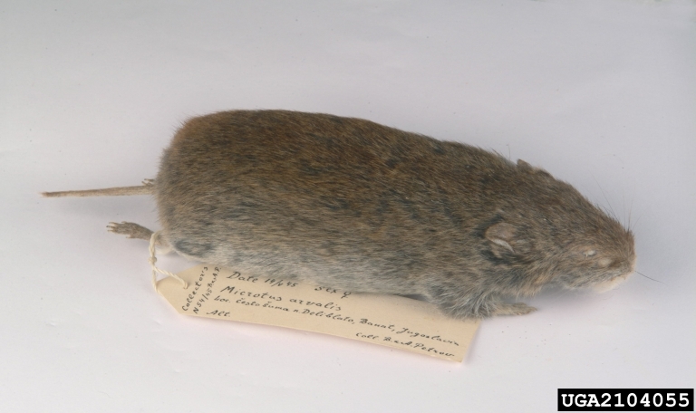 common vole (Microtus arvalis (Pallas, 1778))