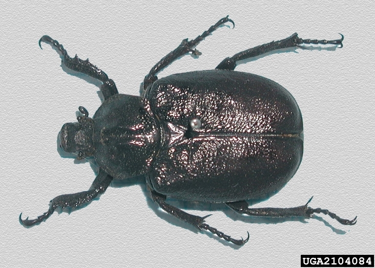 hermit beetle (Osmoderma eremita)