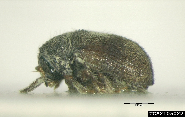 olive bark beetle (Phloeotribus scarabaeoides)