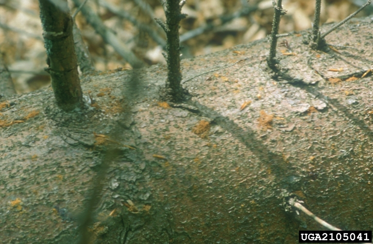 European spruce bark beetle (Ips typographus (Linnaeus, 1758))