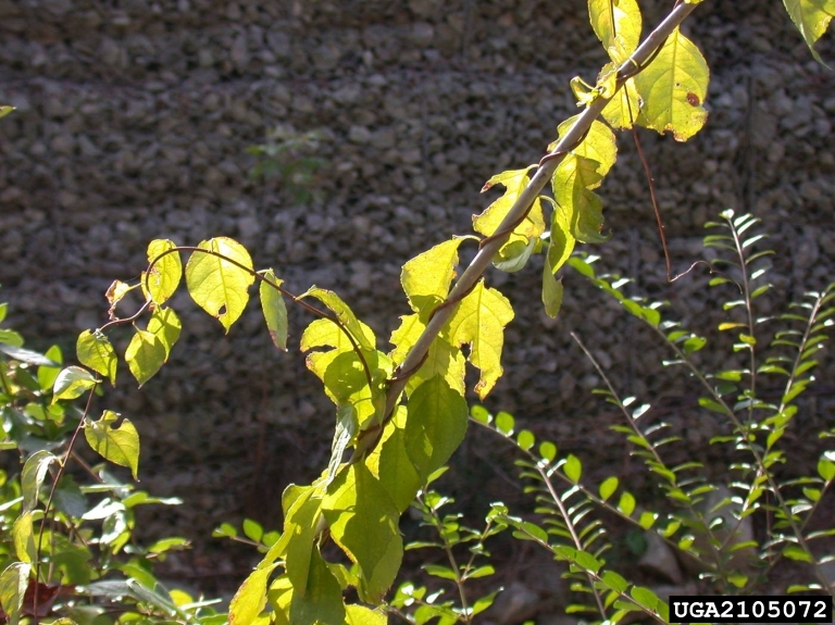 round leaf bittersweet (Celastrus orbiculatus Thunb.)