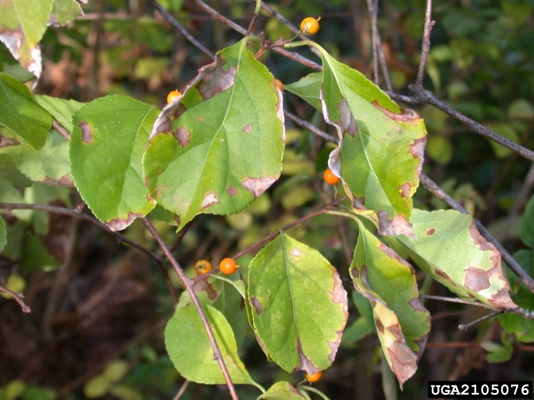 round leaf bittersweet (Celastrus orbiculatus Thunb.)