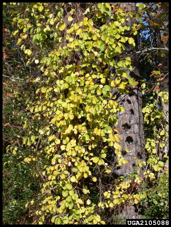 round leaf bittersweet (Celastrus orbiculatus Thunb.)