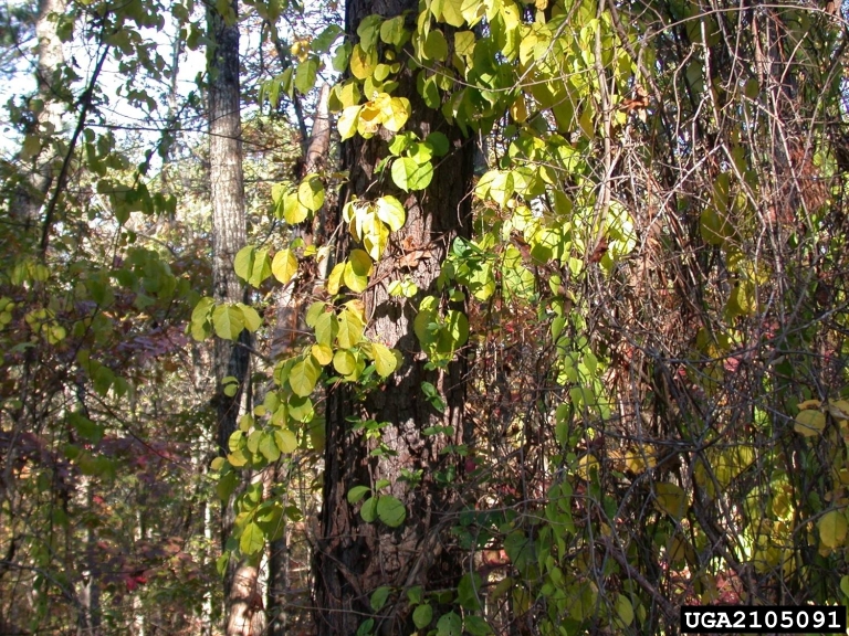 round leaf bittersweet (Celastrus orbiculatus Thunb.)