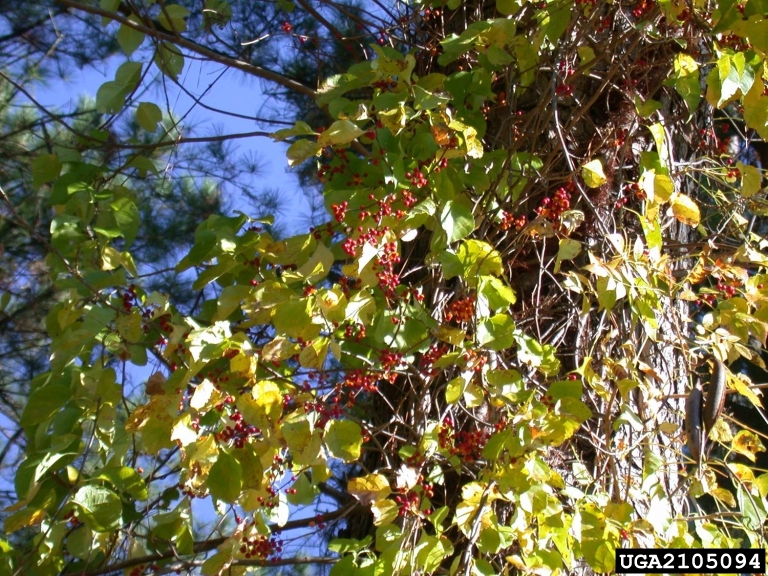 round leaf bittersweet (Celastrus orbiculatus Thunb.)