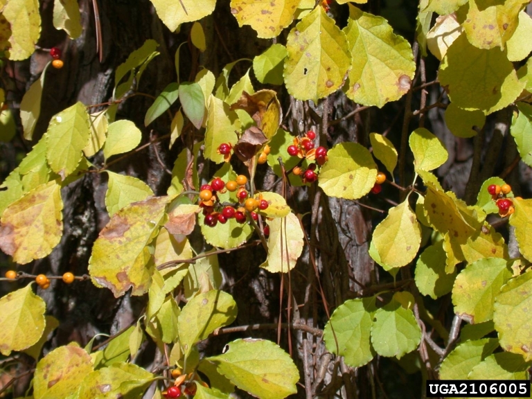 round leaf bittersweet (Celastrus orbiculatus Thunb.)