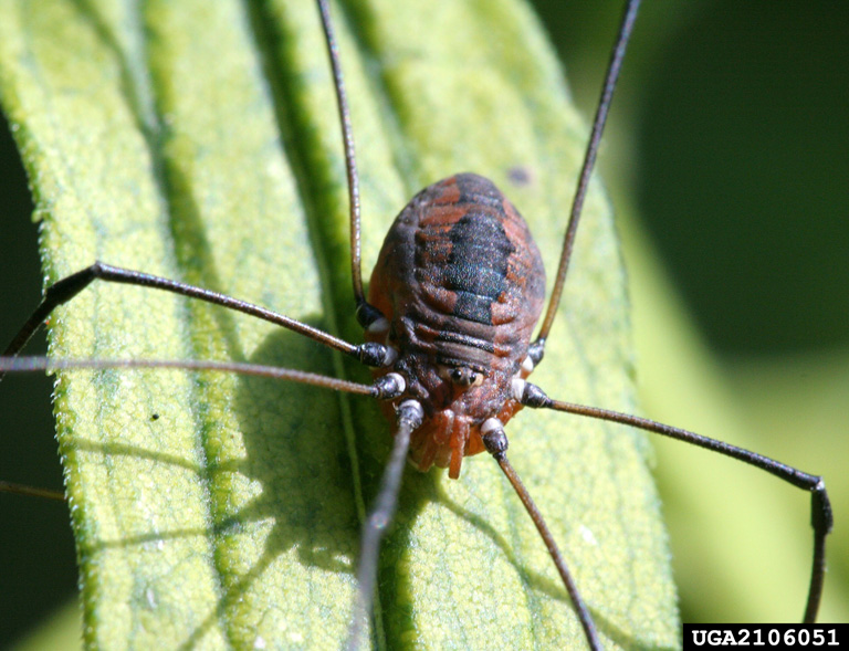 harvestmen (Order Opiliones)