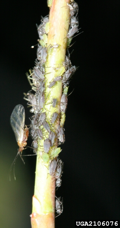 aphids (Family Aphididae Latreille, 1802)