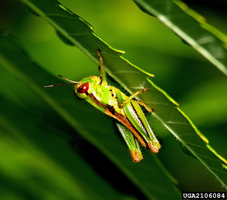 grasshoppers (Order Orthoptera Olivier, 1789)