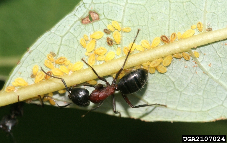 ants (Genus Formica)