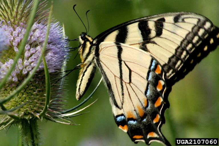 butterflies, moths or skippers (Order Lepidoptera)