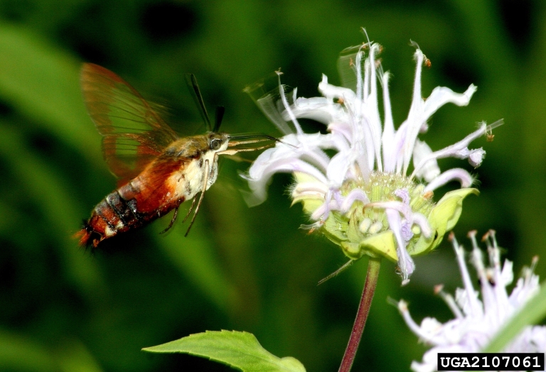 sphinx or hawk moths (Family Sphingidae)