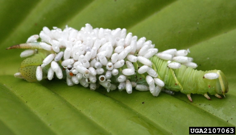 Braconid wasps (Family Braconidae)
