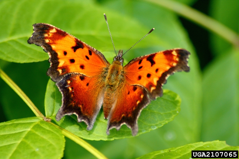 Eastern comma (Polygonia comma)