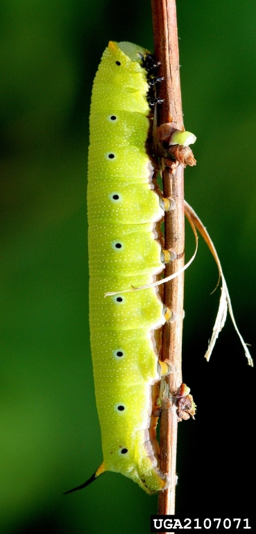 sphinx or hawk moths (Family Sphingidae)