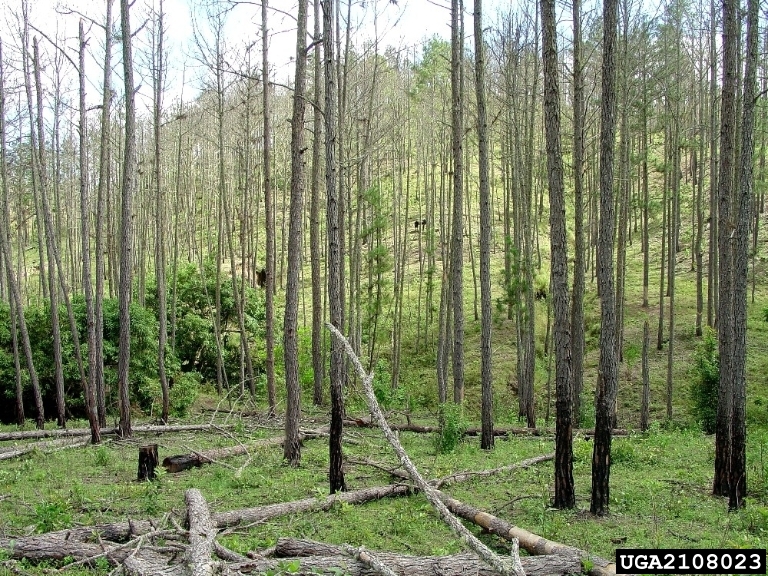 southern pine beetle (Dendroctonus frontalis Zimmermann, 1868)