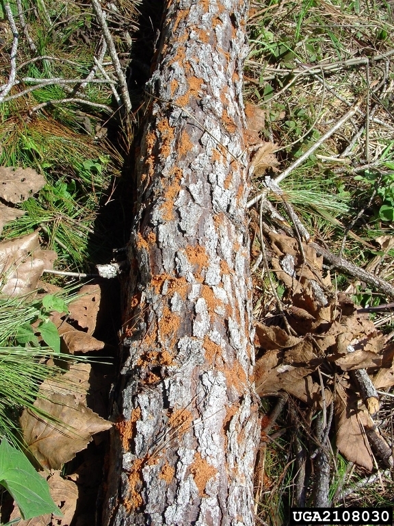 Ips engraver beetles (Genus Ips)