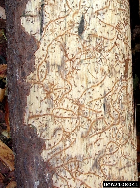 southern pine beetle (Dendroctonus frontalis)