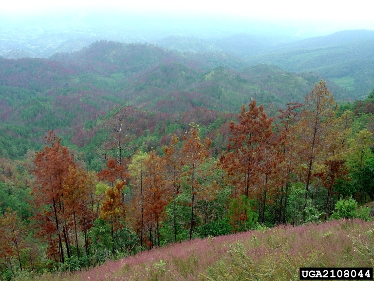 southern pine beetle (Dendroctonus frontalis)