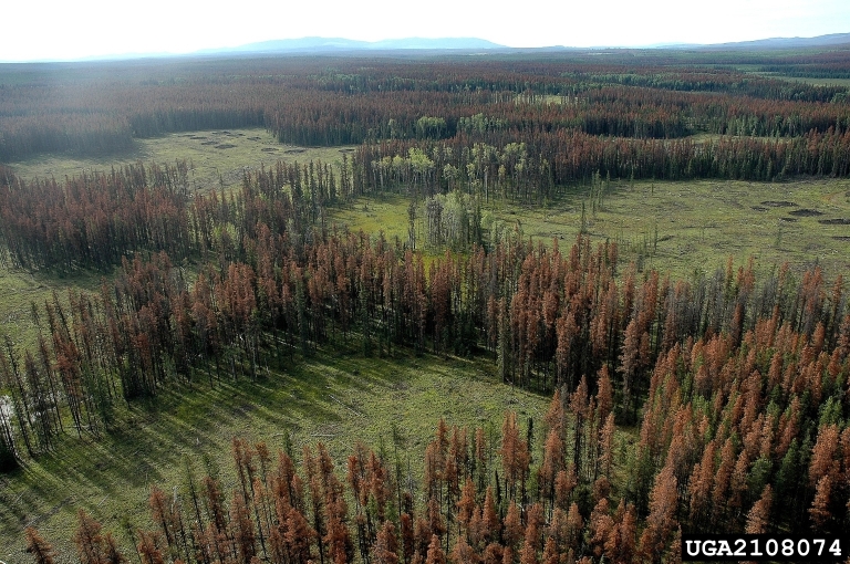 mountain pine beetle (Dendroctonus ponderosae Hopkins, 1902)