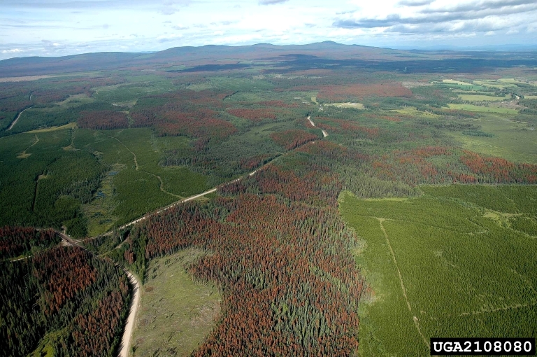 mountain pine beetle (Dendroctonus ponderosae)
