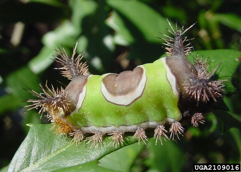 saddleback caterpillar (Acharia stimulea (Clemens))