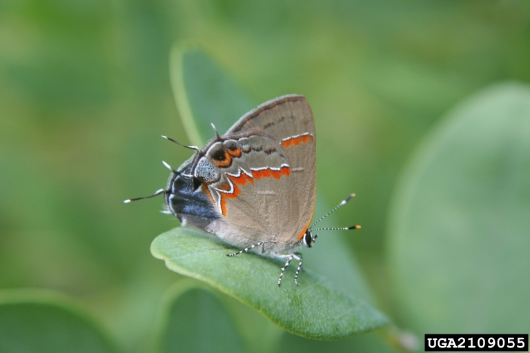 Lycaenidae butterflies (Family Lycaenidae)