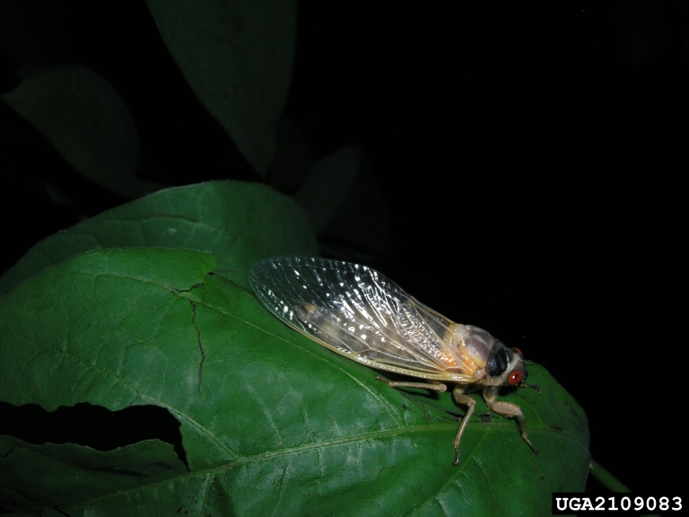 periodical cicada (Magicicada septendecim)
