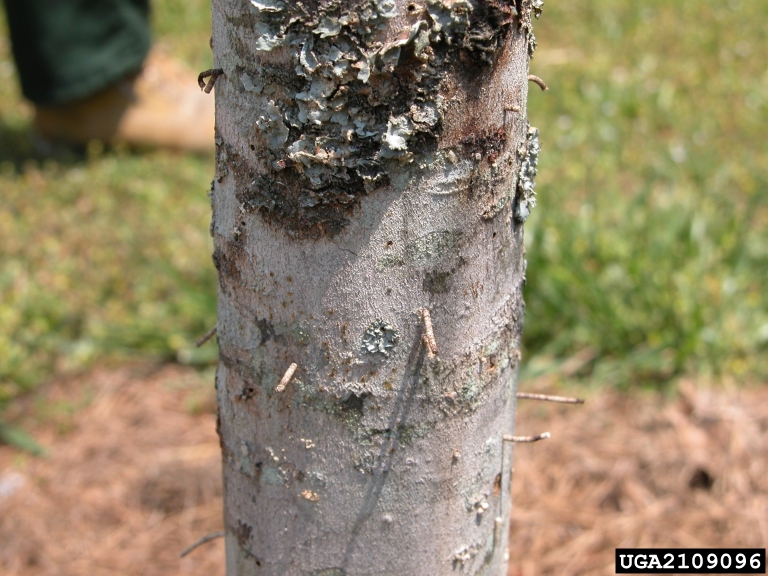 granulate ambrosia beetle (Xylosandrus crassiusculus)