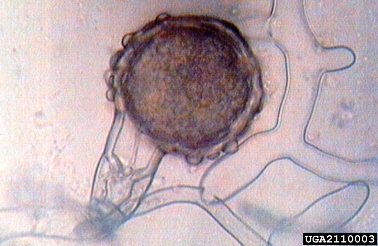 Phytophthora disease of alders (Phytophthora alni Brasier & S.A. Kirk)