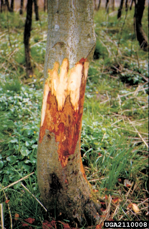 Phytophthora disease of alders (Phytophthora alni Brasier & S.A. Kirk)