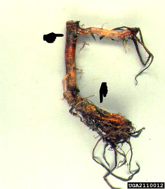 Phytophthora disease of alders (Phytophthora alni Brasier & S.A. Kirk)