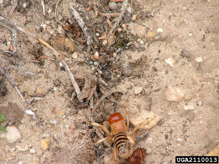 Jerusalem cricket (Stenopelmatus fuscus Haldeman, 1852)