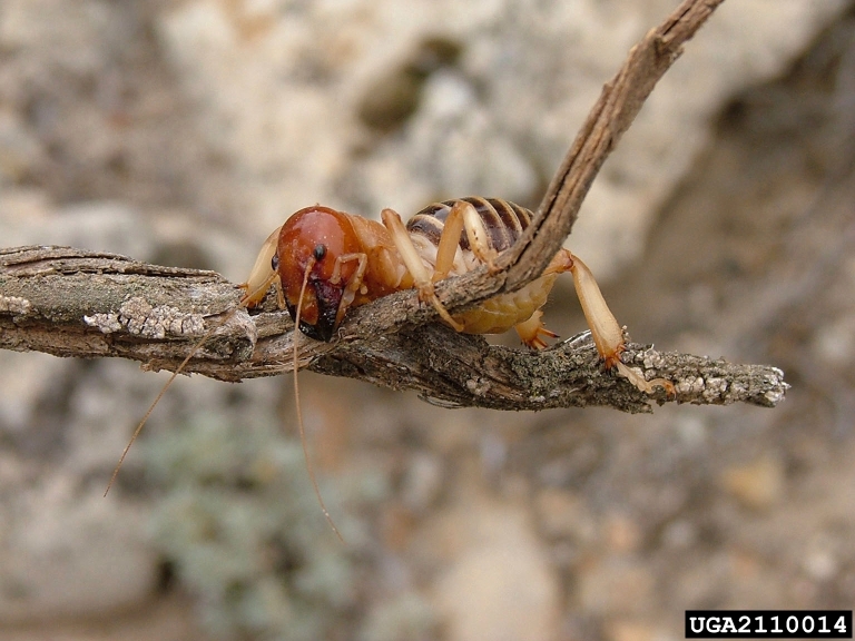 Jerusalem cricket (Stenopelmatus fuscus Haldeman, 1852)