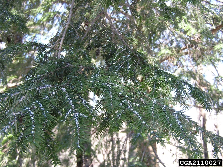 hemlock woolly adelgid (Adelges tsugae)