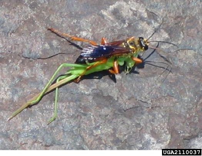 great golden digger wasp (Sphex ichneumoneus (Linnaeus))