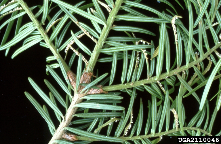 fir-fireweed rust (Pucciniastrum epilobii G.H. Otth)