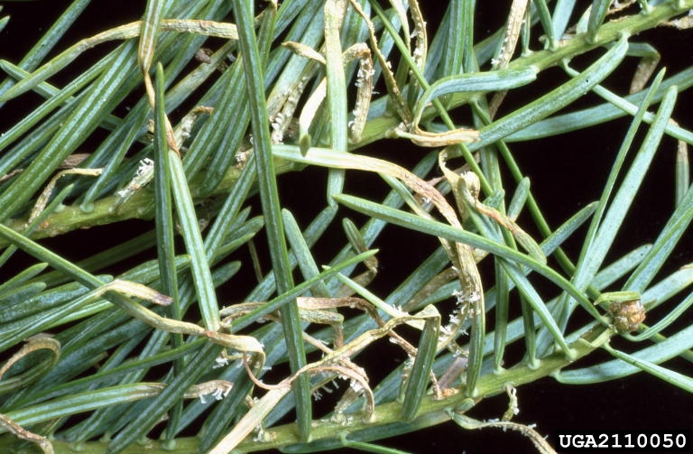 fir-fireweed rust (Pucciniastrum epilobii G.H. Otth)