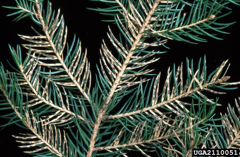 spruce needle cast/blight (Lirula macrospora (R. Hartig) Darker)