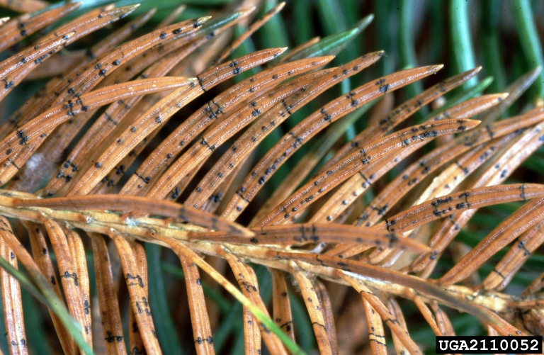 spruce needle cast (Lophodermium piceae)