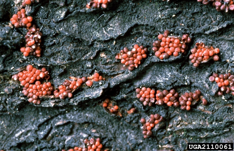 Nectria canker (Genus Nectria)