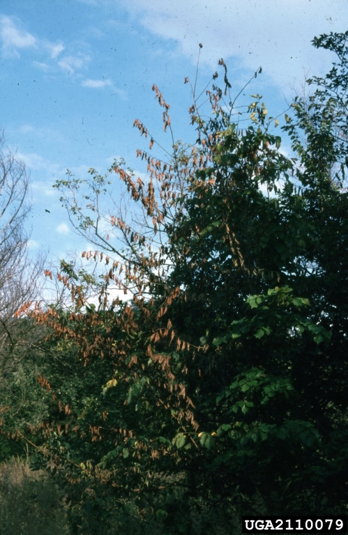Dutch elm disease (Ophiostoma ulmi)